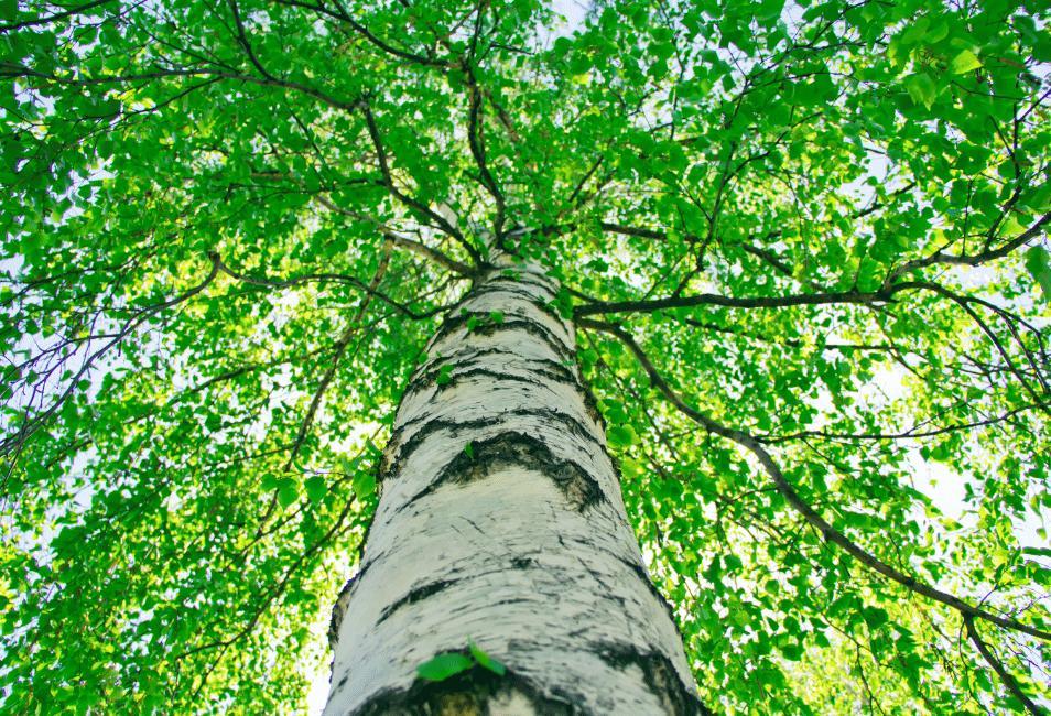 The Ogham Trees: Exploring the mystical symbolism of the Celtic tree ...