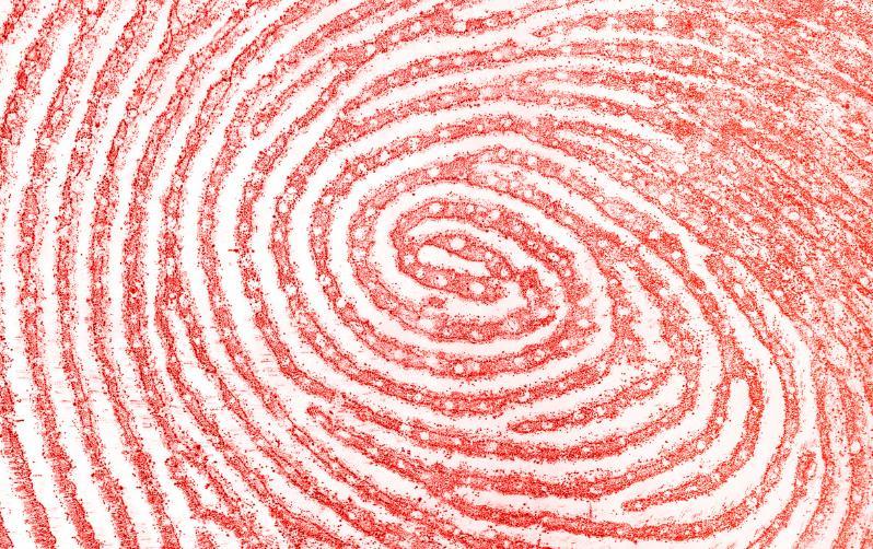 Dermatoglyphics: What Your Fingerprints Reveal About You | College of ...