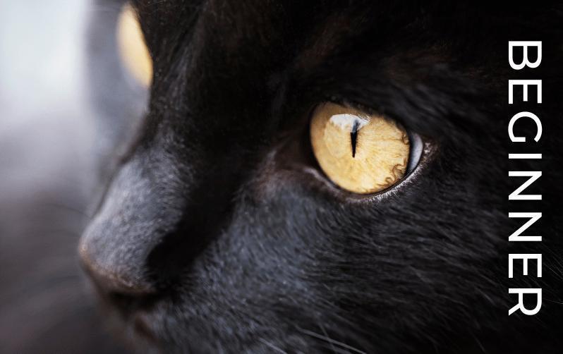 College of Psychic Studies Courses | Find A Course Today