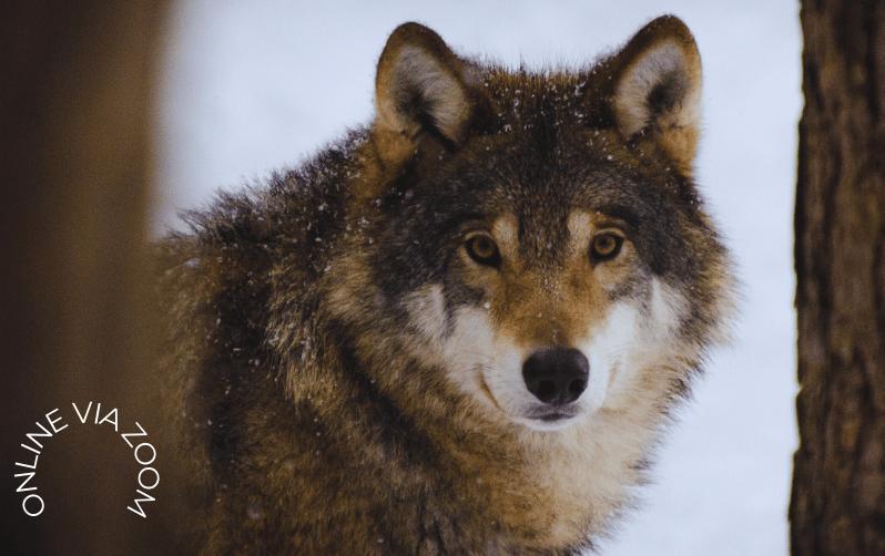 Enter the Cave of the She-Wolf | College of Psychic Studies